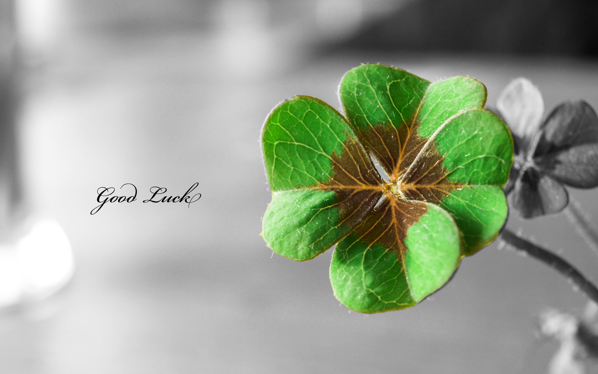 Four Leaf Clover Wallpaper High Definition High Quality Widescreen