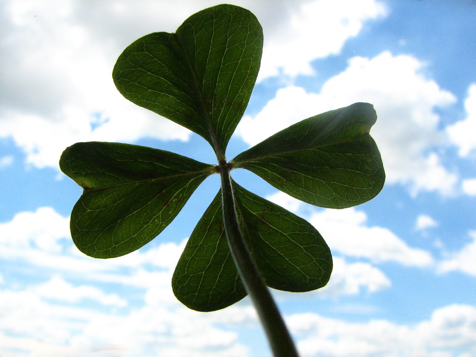 Lucky Clover Wallpaper High Definition High Quality Widescreen