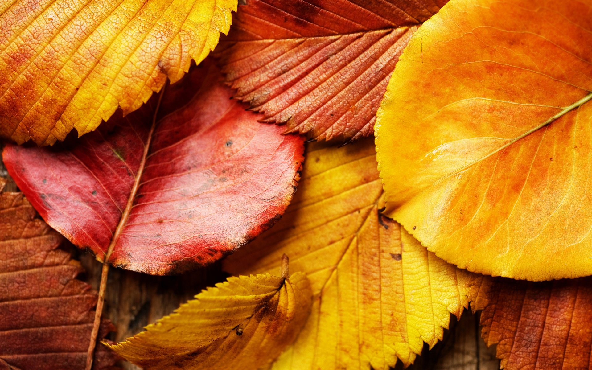 Autumn Leaves Background Wallpaper High Definition High Quality 