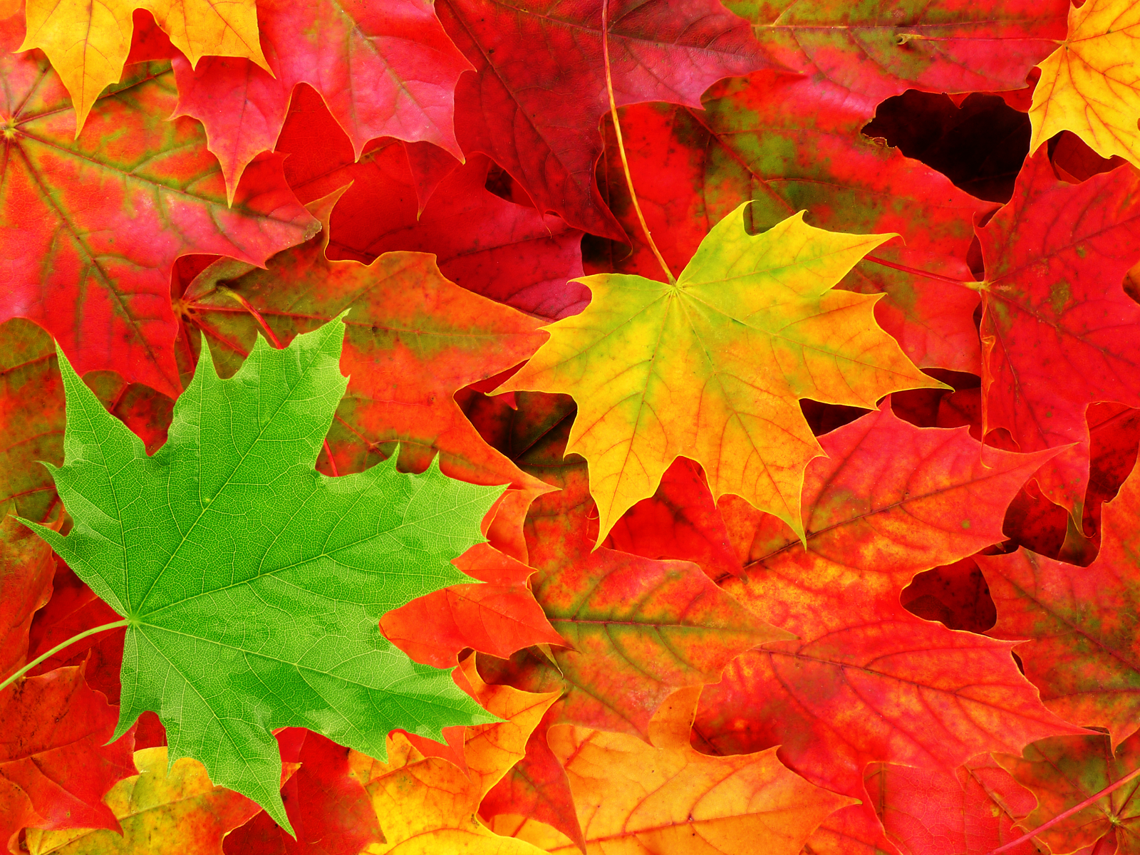 Autumn Leaves Image Wallpaper High Definition High Quality Widescreen