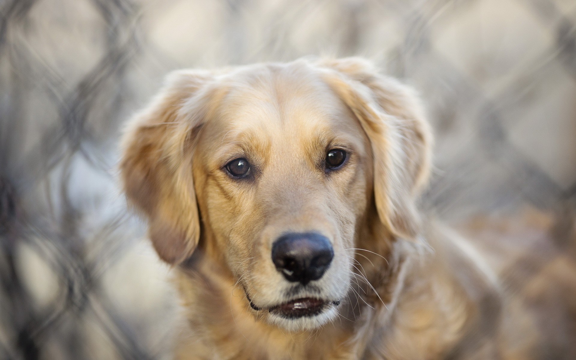 Beautiful Dog Wallpaper High Definition High Quality Widescreen