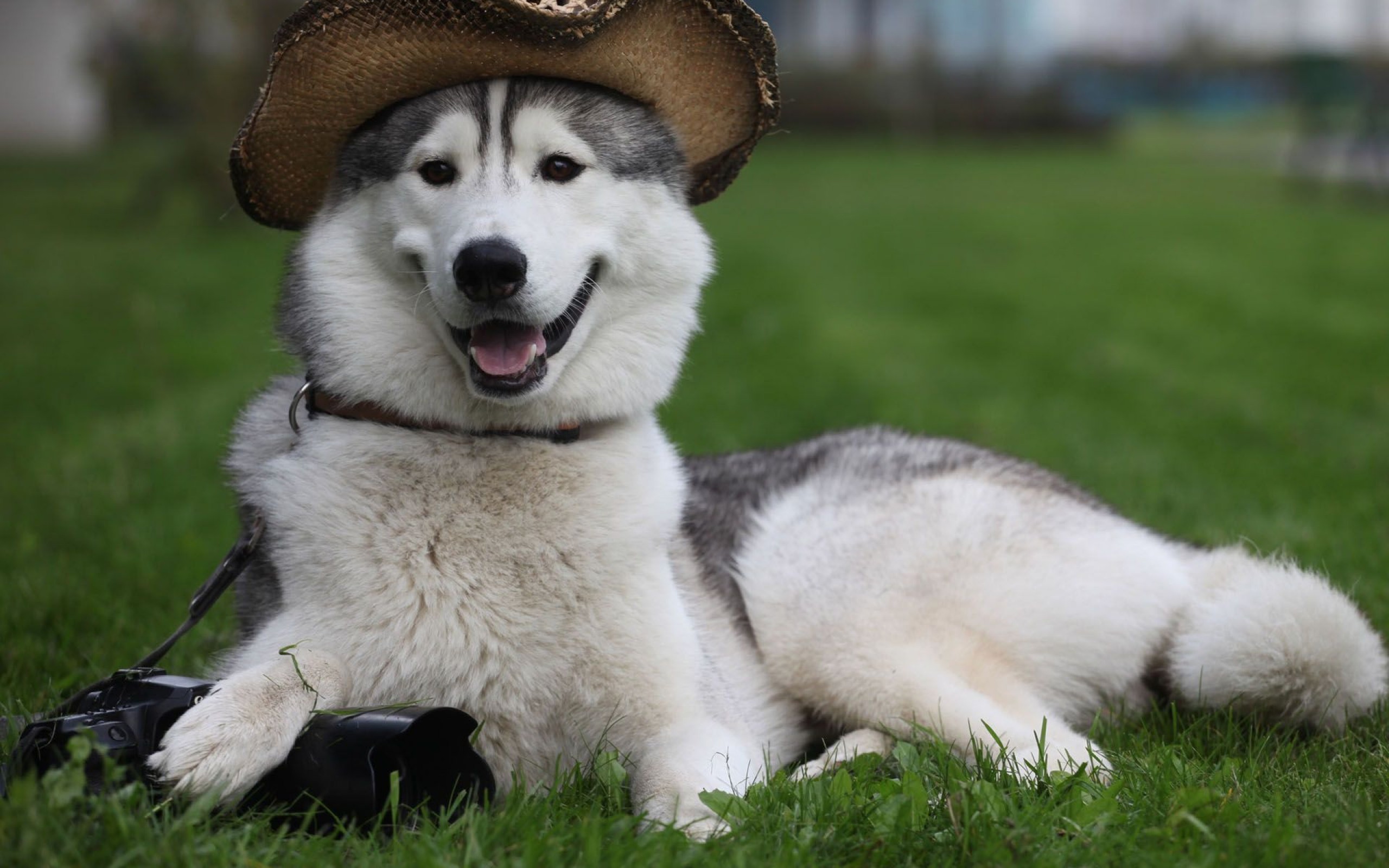 Siberian Husky Wallpaper High Definition High Quality Widescreen Siberian Husky Wallpaper High Definition High Quality Widescreen