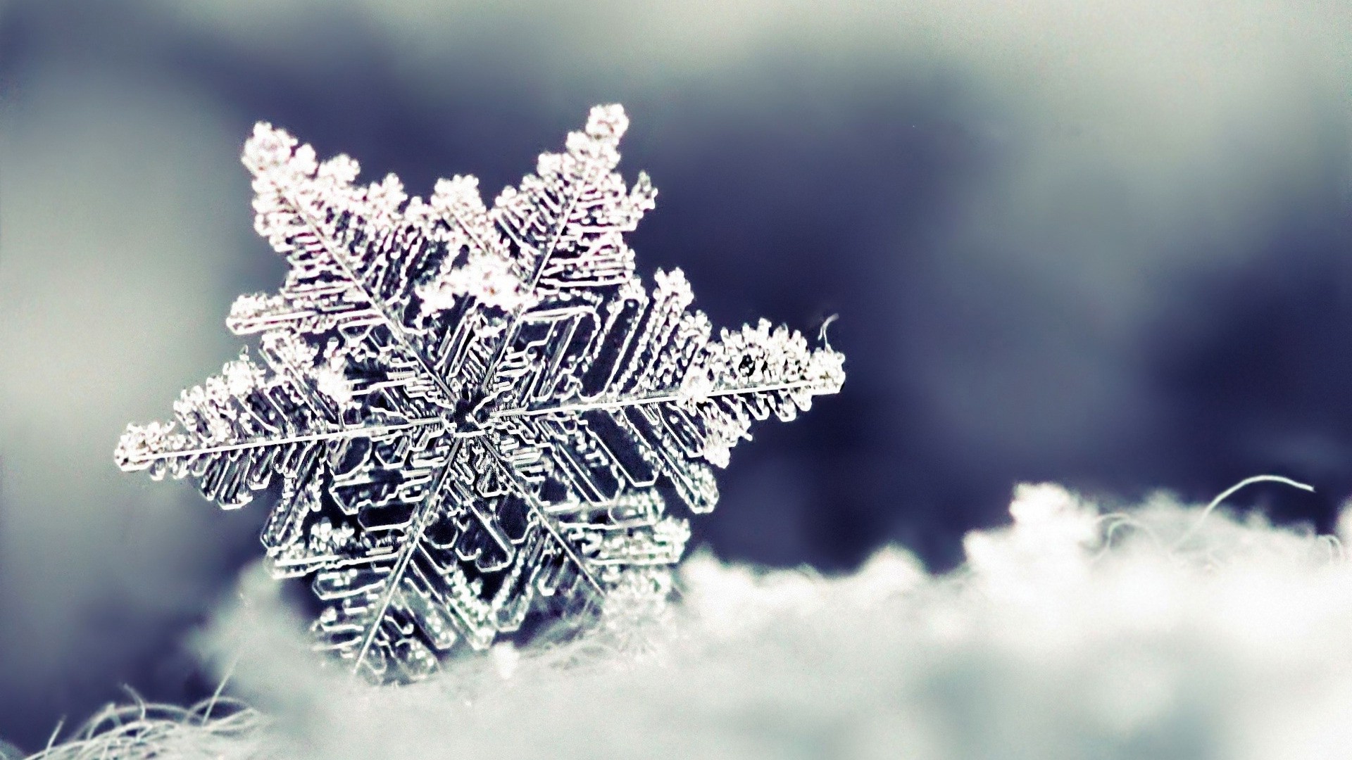 Snowflake Wallpapers Wallpaper High Definition High Quality Widescreen